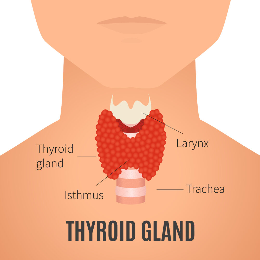 Thyroid Health | Fairfax Vascular Center